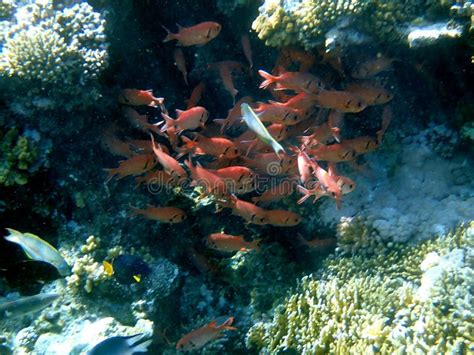 School Of Small Reddish Orange Glassfish Near Coral Stock Image Image