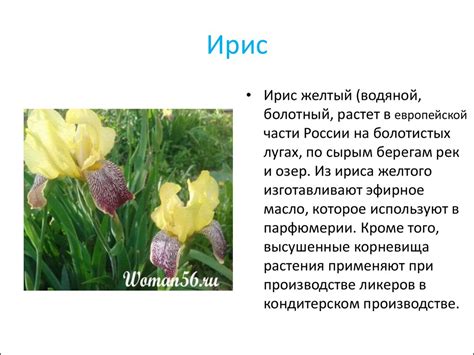 Лекарственные растения занесённые в красную книгу презентация онлайн