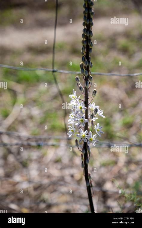 Drimia Is A Genus Of Flowering Plants In The Apg Iv Classification
