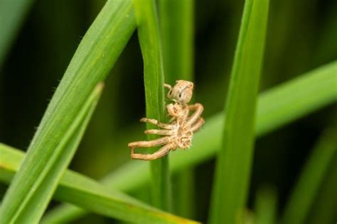Molting