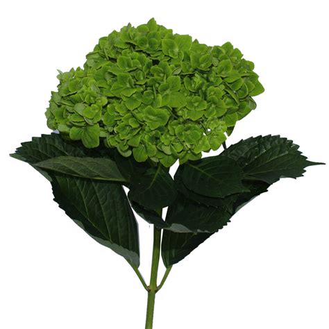 Hydrangea Dark Green Select