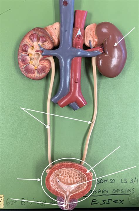 Bladder Model Labeled At Thomas Gabaldon Blog