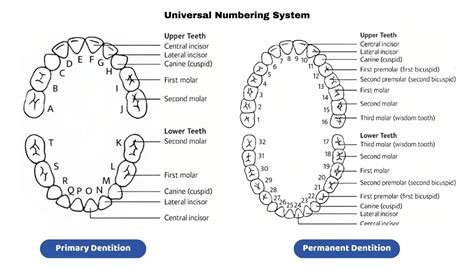 Universal Tooth Numbering System Chart