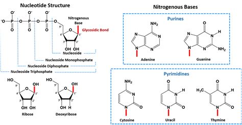 What Is The Makeup Of A Nucleotide
