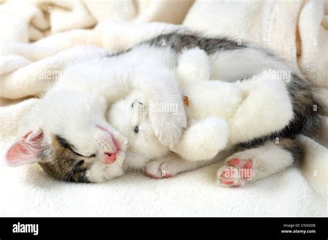 Domestic Cat House Cat Felis Silvestris F Catus Sleeping Kitten