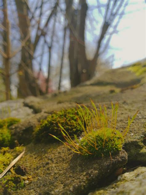 Plants Moss Aesthetic Forestaesthetic Mossaesthetic естетика ліс мох рослини