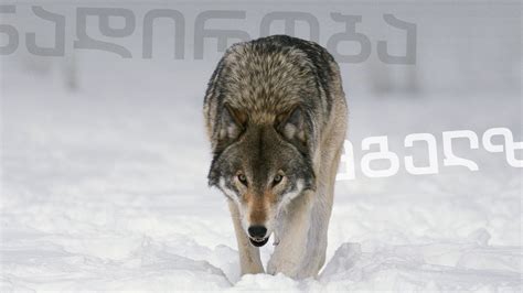 საუბრები ნადირობაზე მგელზე ნადირობა Youtube