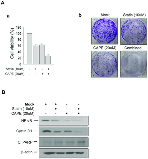 Synergistic Anti Cancer Effects Of Concurrent Treatment With Download Scientific Diagram