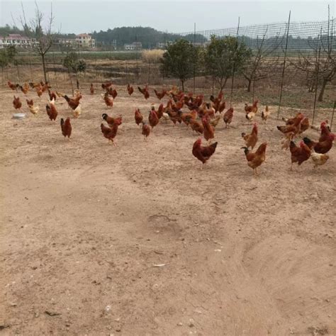 湖南十大品种鸡排名 惠农网
