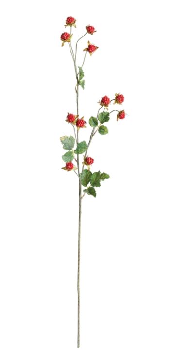 Wild Raspberry Stem House Of Blum