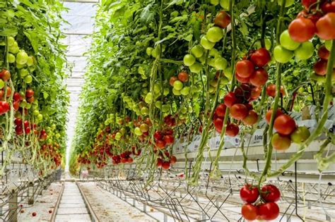 Best Hydroponic Tomatoes