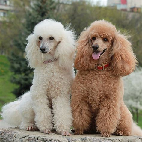 Poodles Poodle Dog Dog Breeds Poodle