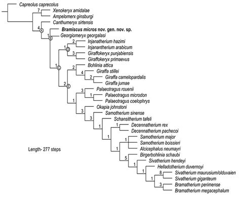 New Giraffid Genus Figures