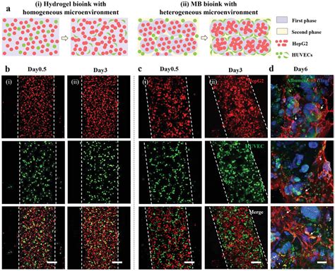 3d Printing Vascularized Hepatic Tissue Constructs With Tunable Download Scientific Diagram