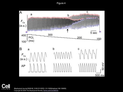 Intracellular Ca Alternans Coordinated Regulation By Sarcoplasmic