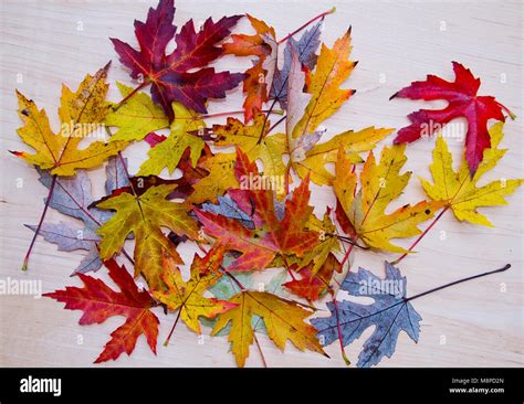 Silver Maple Tree Fall