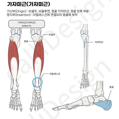 함께근육공부 시즌2 근육별기시정지 가자미근가자미근기시정지 캘리디자인 메디컬일러스트와 함께 차근차근 근육공부 해보아요~ 시즌1 근육별 명칭은 함께근육공부pdf Ver1