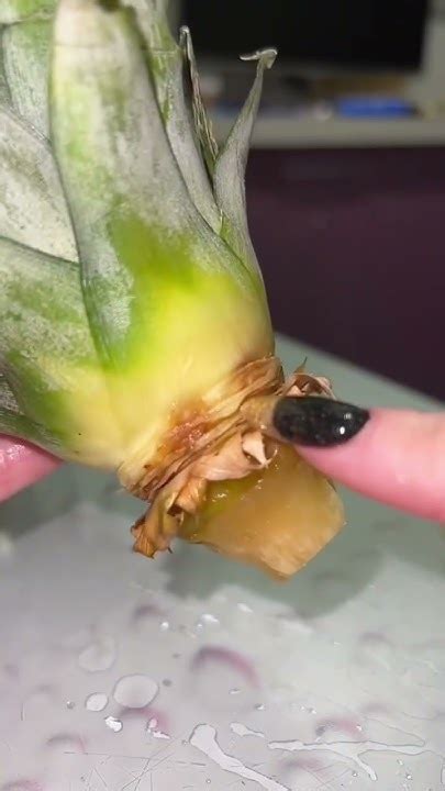 Выращиваем ананас выращивание проверкалайфхаков тикток выращиваем Shorts лайфхак ананас