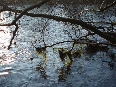 Riverbank Trees Free Backgrounds And Textures Cr103 Com