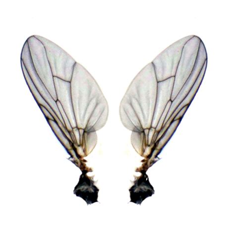 House Fly Wings