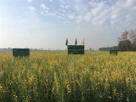 ကြို့ပင်ကောက်မြို့တွင် မြေဆီလွှာ ဖွံ့ဖြိုးတိုးတက်ရေးကို အထောက်အကူပ