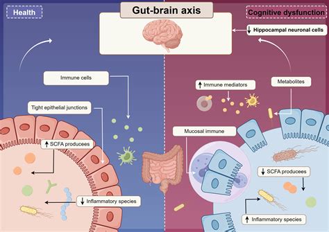 Frontiers The Gut Microbiome Immune Modulation And Cognitive
