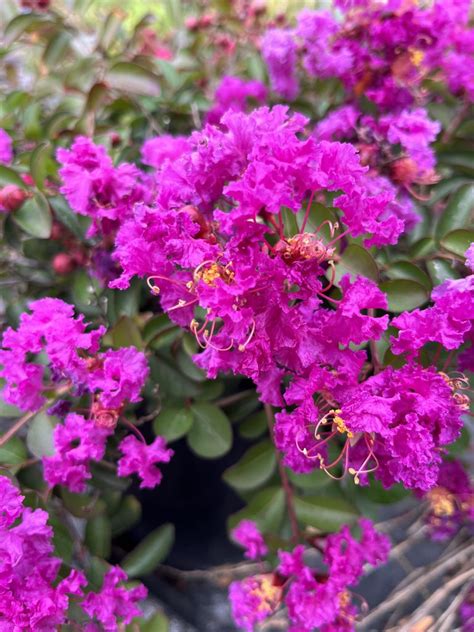 Lagerstroemia Indica Velma S Royal Delight Xera Plants