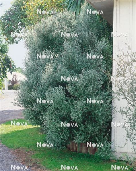 Corokia X Virgata Bronze King