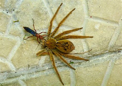 Rusty Spider Wasp