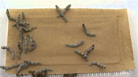 蚕飼育セット4令1日目（到着した蚕の様子） 里山のクラフト便り Youtube