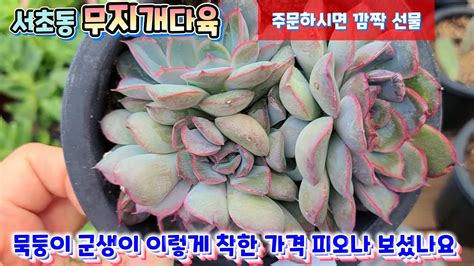 자구가 바글바글 아메치스 이렇게 피워보세요~ 다육이 선물도 받아가세요~ 서초구 무지개다육 Youtube