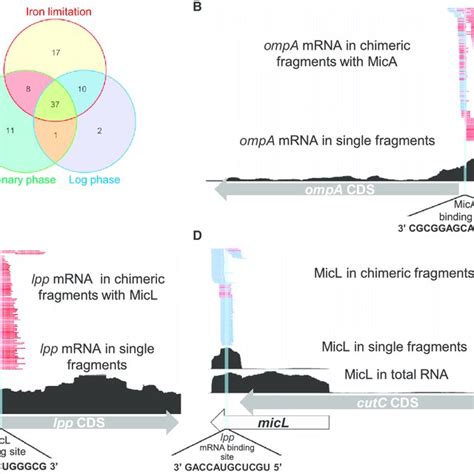 known targets are recovered by ril seq download scientific diagram