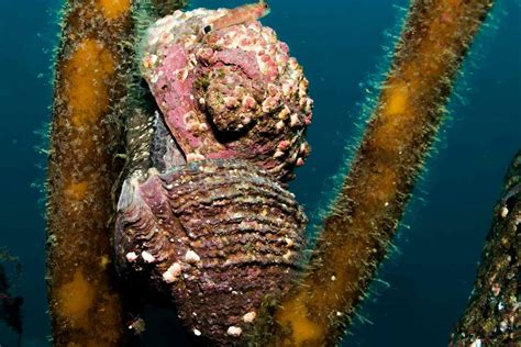 Seafood Delicacy That May Hold Cure For Cancer Is Named Mollusk Of The Year