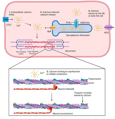 Figure 1 From Measuring Single Cell Calcium Dynamics Using A Myofilament Localized Optical