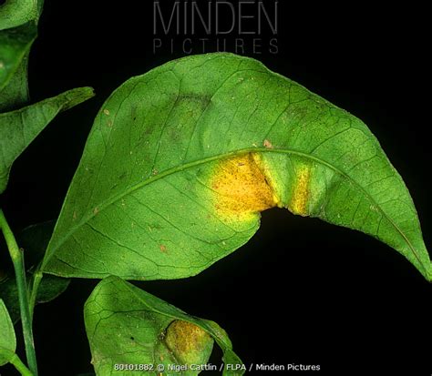 Citrus Rust Mite Stock Photo Minden Pictures