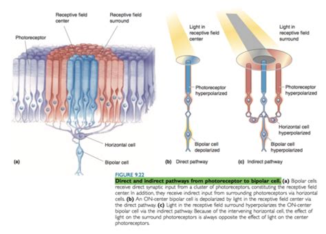 Test 3 Flashcards Quizlet Test 3 Flashcards Quizlet
