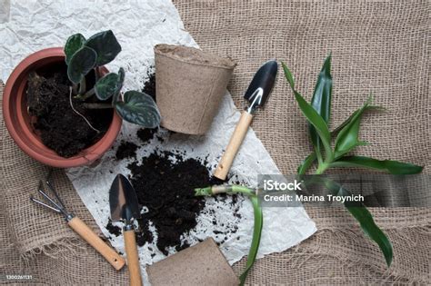 실내 꽃 이식 평면 최고 보기 디자인 화분 토양 더미 식물 새싹 갈퀴와 삼베 배경에 삽 하우스 플랜트 케어 0명에 대한 스톡 사진 및 기타 이미지 Istock