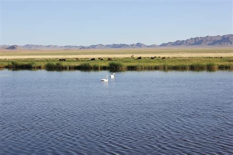 Зөөлөн зөөлөн замбуулин