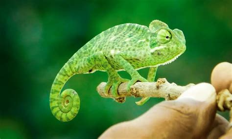 La Rc De Opensuse Leap 16 Llega Con Selinux Pipewire Y Sin Yast