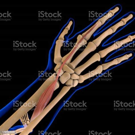 의료 개념 3d 일러스트레이션을 위한 엑서 인디시스 근육 해부학 3차원 형태에 대한 스톡 사진 및 기타 이미지 3차원 형태 근육 사진 이미지 Istock