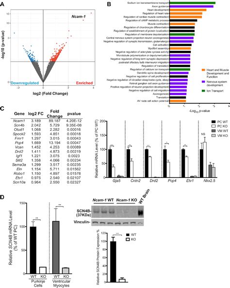 Figure From Neural Cell Adhesion Molecule Is Required For Ventricular Conduction System