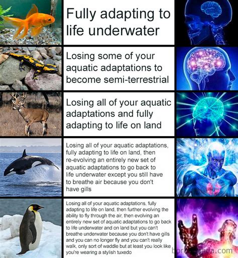 People Are Making Fun Of Evolution Of Pretty Much Everything With 40