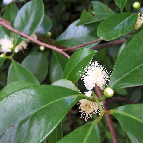 Psidium Cattleianum Ufifas Assessment University Of Florida