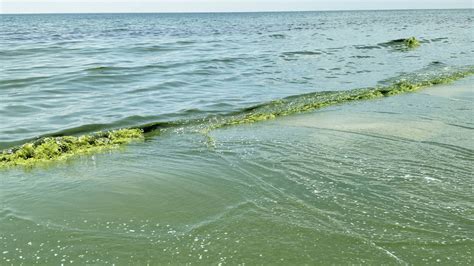 ปรากฏการณ์ แพลงก์ตอนบลูม เปลี่ยนน้ำทะเลเป็นสีเขียว ที่ประจวบฯ