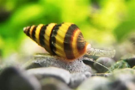 Assassin Snail Species Profile Care Guide And Lifespan