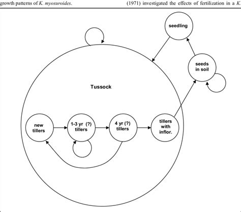 Generalized Life Cycle Diagram For Kobresia Simpliciuscula Download Scientific Diagram