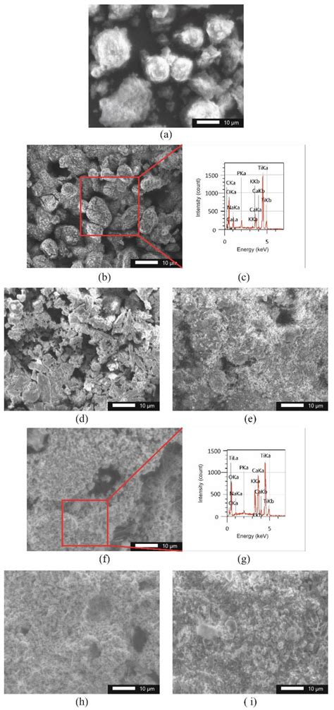 scanning electron microscopy sem a shellac coated hydroxyapatite