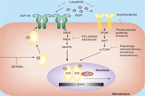 Epigenetic Treatment Shows Potential In Treating Endocrine Resistant