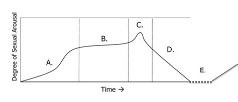 5 Human Sexual Response Diagram Quizlet