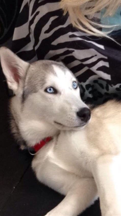 Siberian Husky Bitch In Brentry Bristol Gumtree